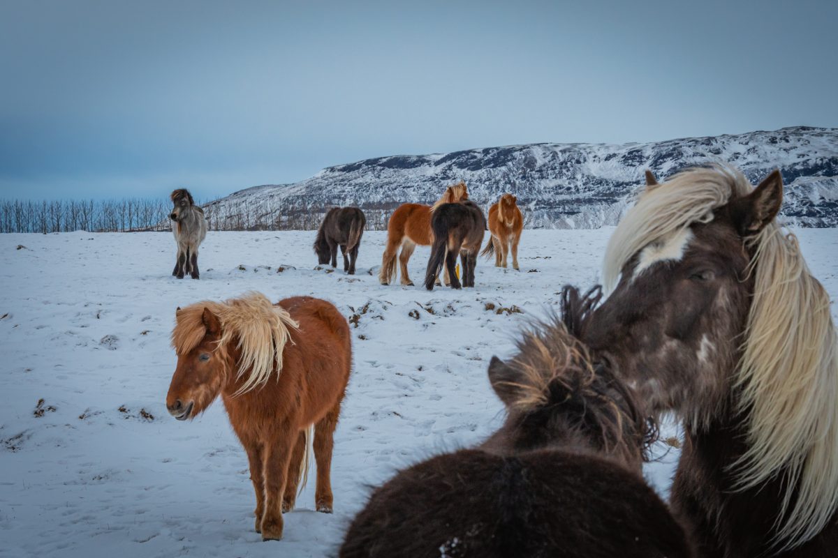 Paysages féeriques d’Islande : les chevaux islandais • L'objectif en balade
