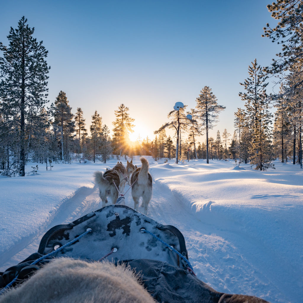 Laponie – Jour 6 : Safari en chiens de traîneau • L'objectif en balade